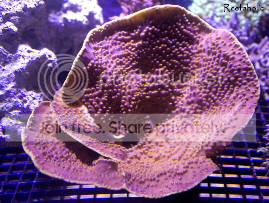 Scroll coral : turbinaria | Reef2Reef