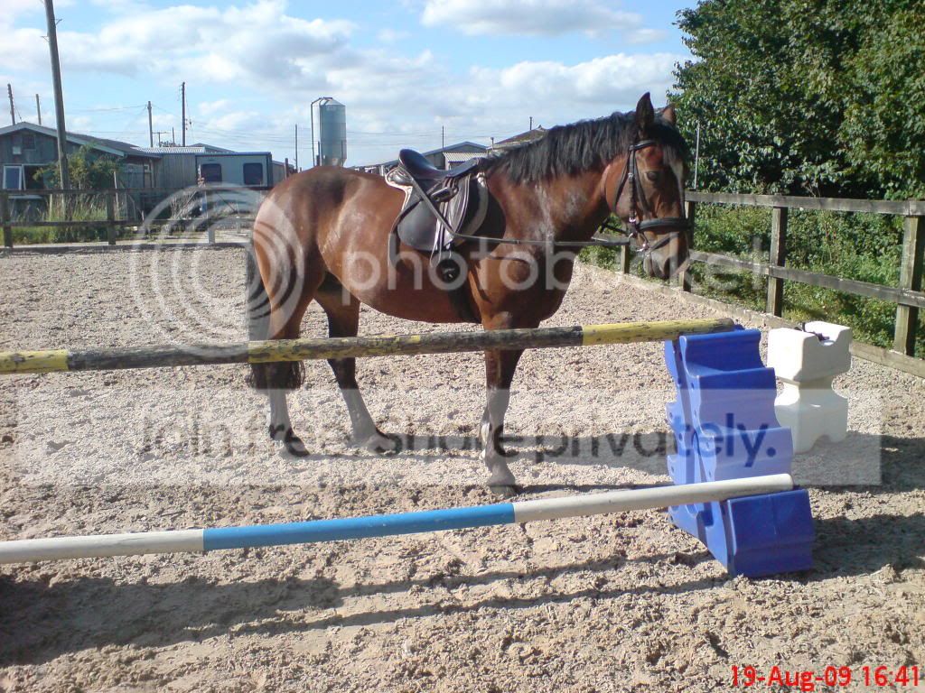 How high is the second from top of poly block jump? and... | Horse and ...